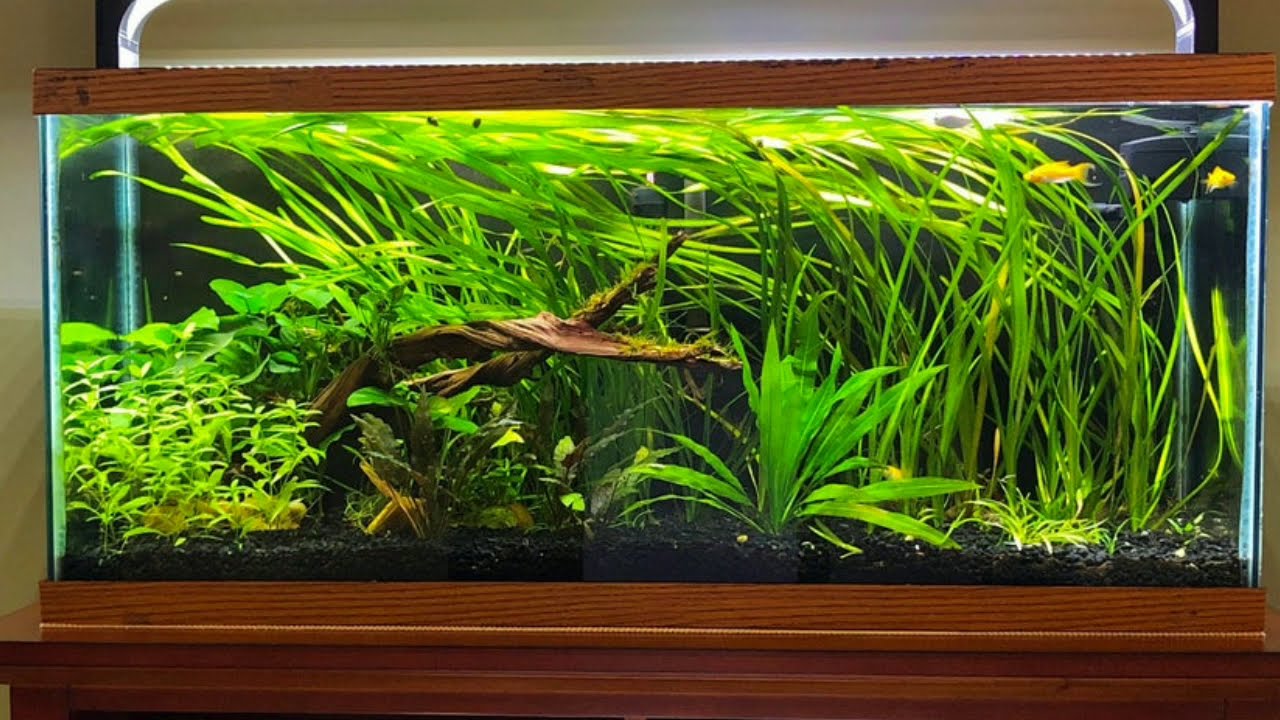Know more about Vallisneria the Aquarium plant - YouTube