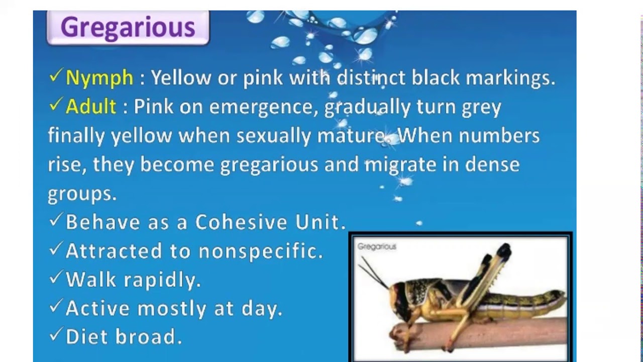 Life cycle of locust - YouTube