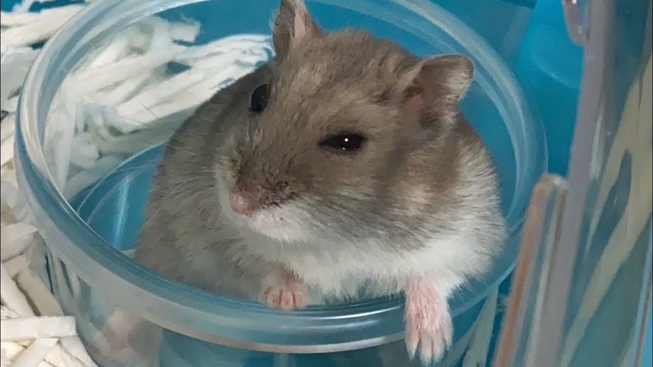 ハムスターも泣くよ？ - Crying hamster - - YouTube