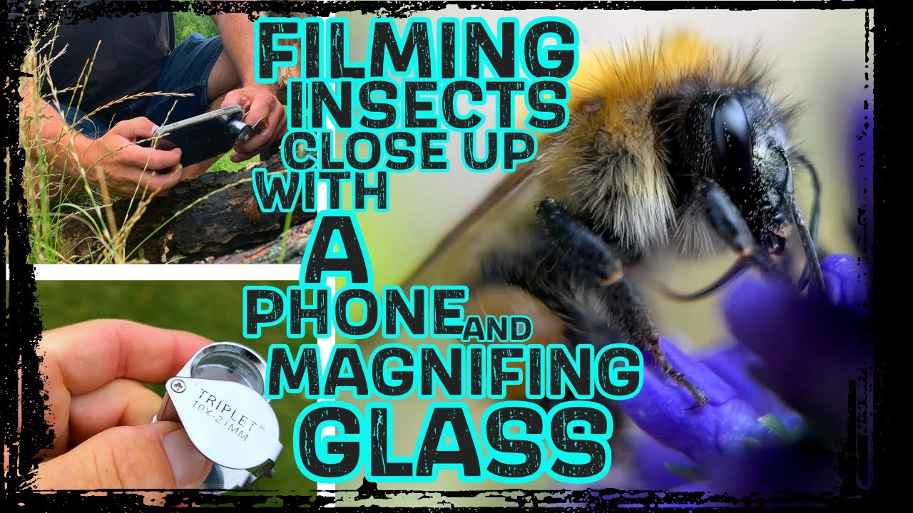 Filming Minibeasts close up with Magnifying glass and iPhone 14 - YouTube