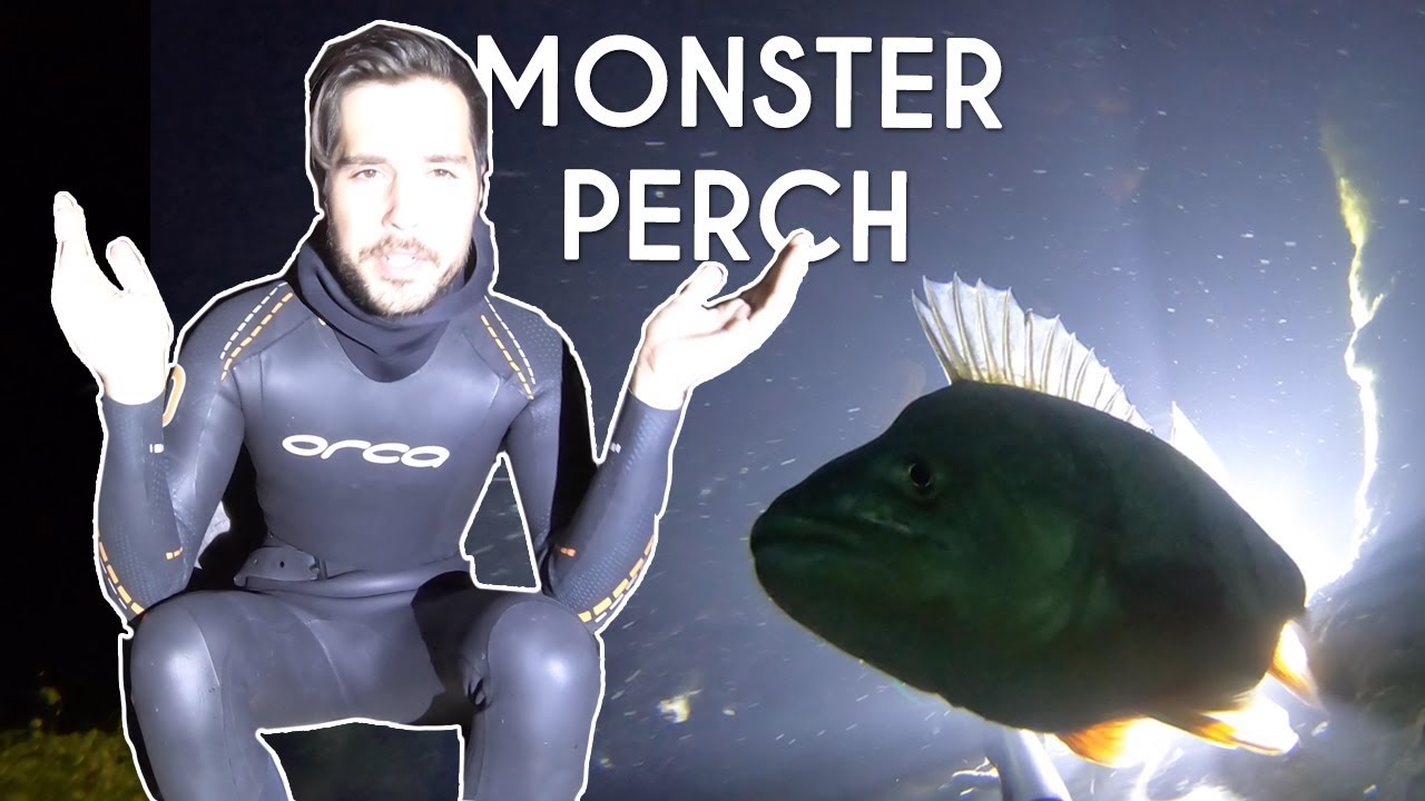 MONSTER PERCH ENCOUNTER - Night Free Diving with Stockholm Apnea - YouTube
