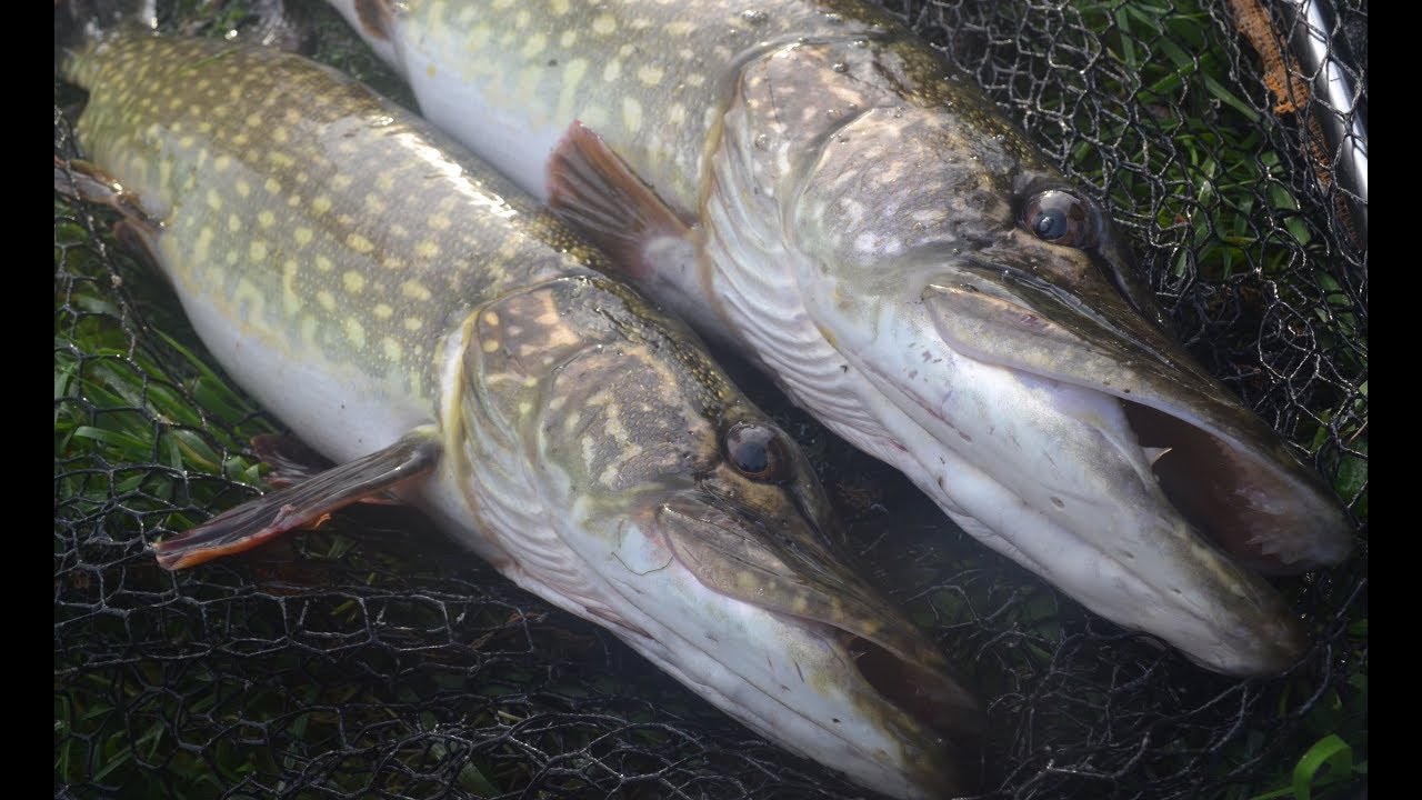 River Pike Stalking / Trotting - YouTube