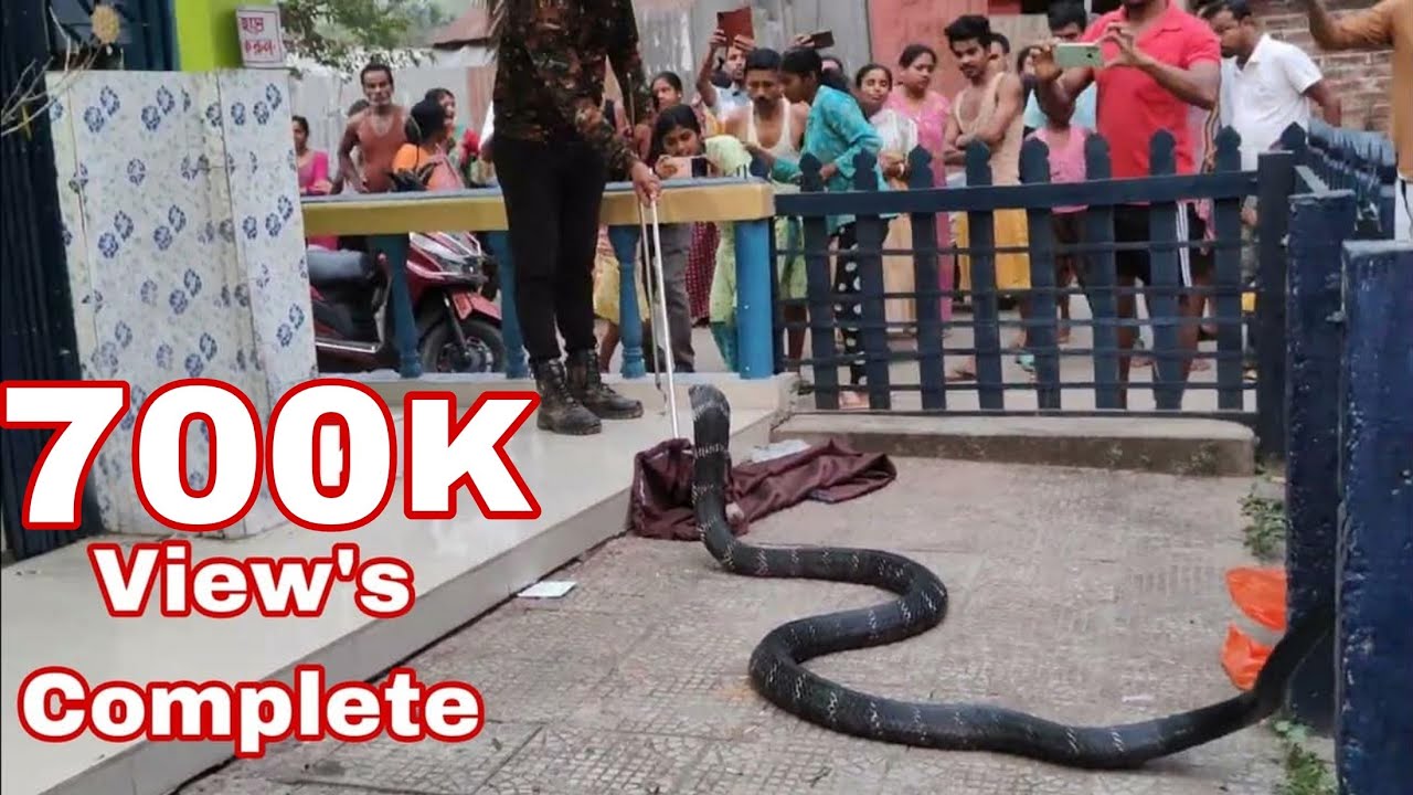 World longest King Cobra Rescue in assam #cobra @snakesaverrahul - YouTube