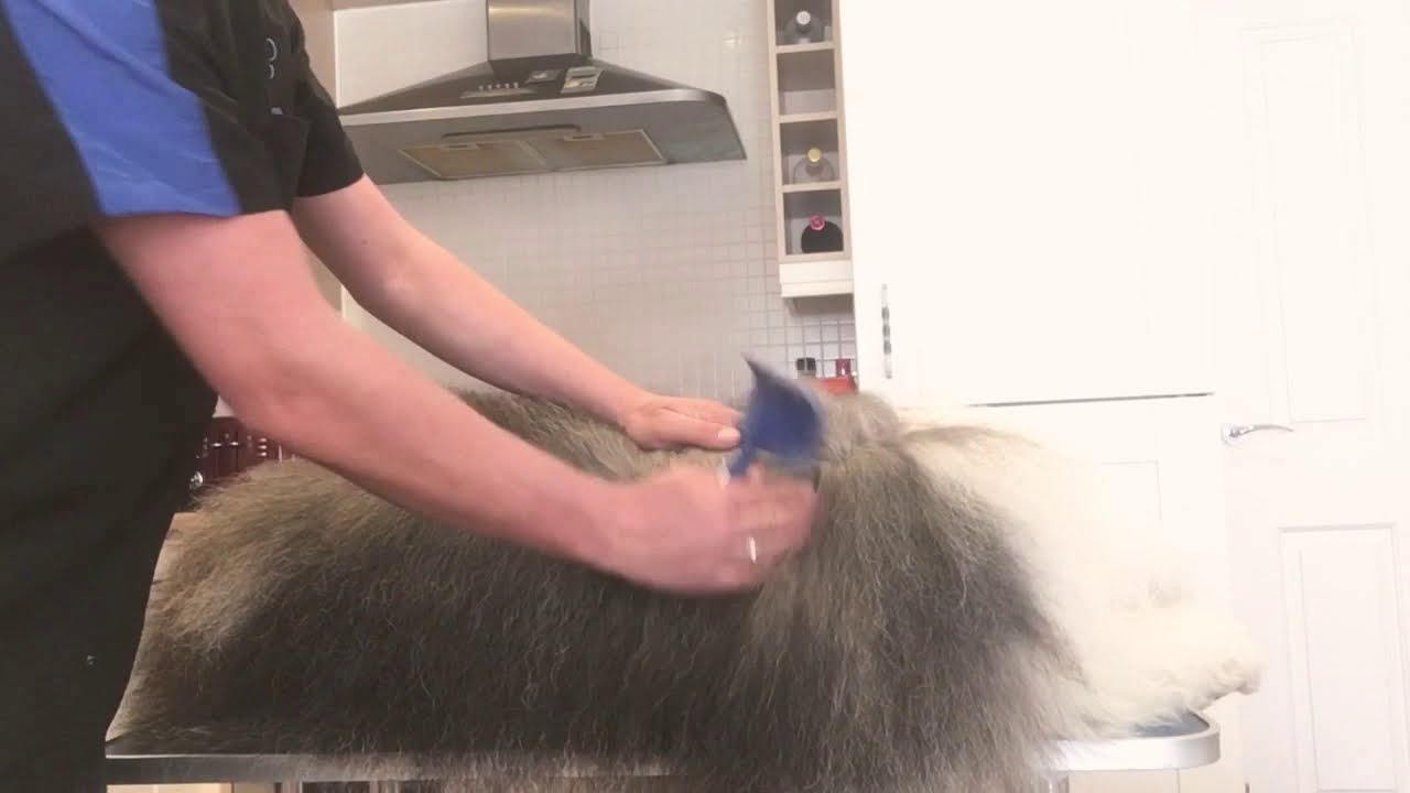 Line Brushing Old English Sheep Dog - YouTube