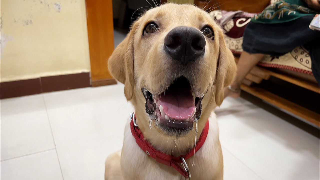 Labrador puppy drooling a lot for food | Little John | - YouTube