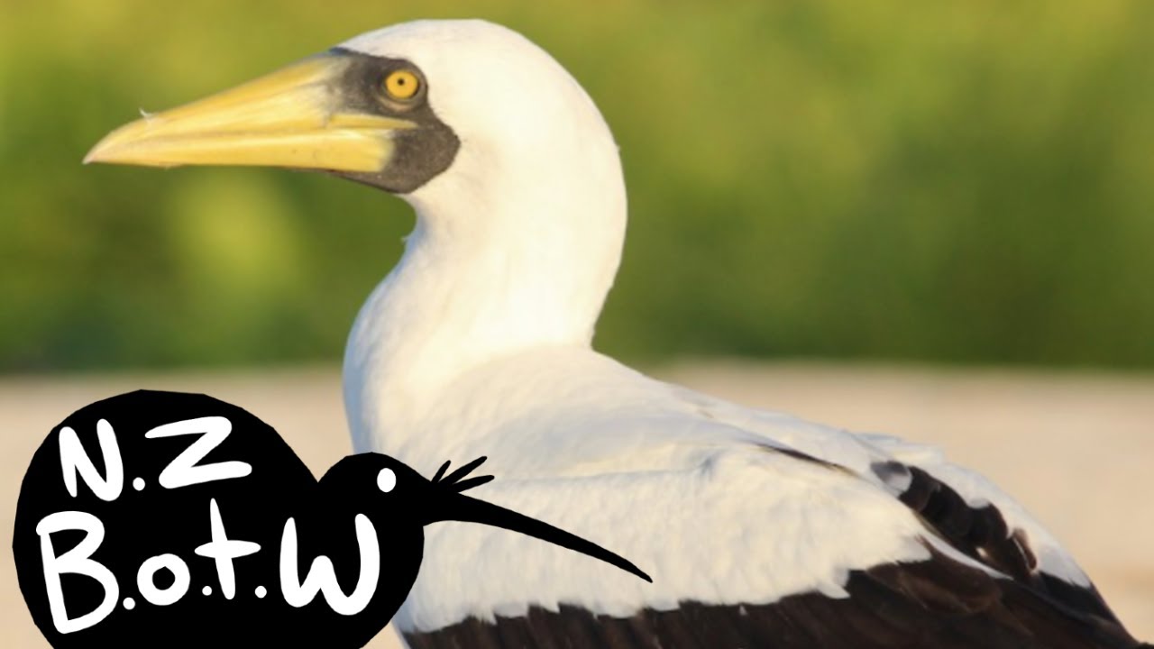 Masked booby - New Zealand Bird of the Week - YouTube