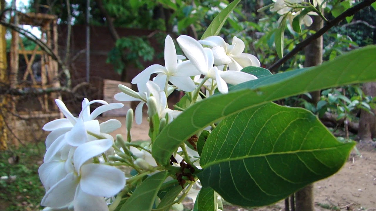 Kurchi ( Kutaj) Flower, Dhaka - YouTube