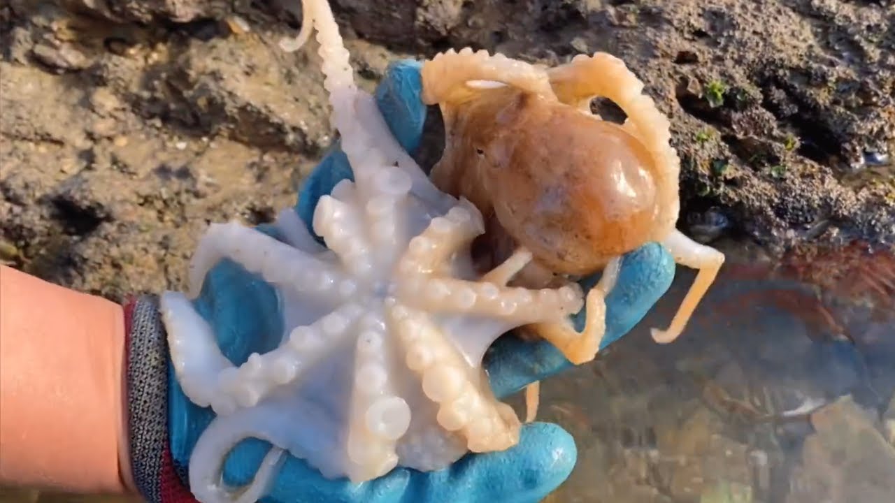 🐙Girl Easily Caught 2 Octopuses, And The Cctopuses Stood Out With Black ...