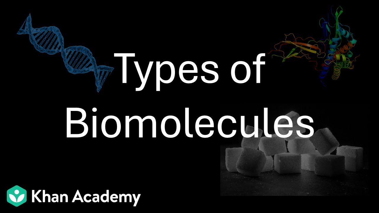 An Introduction to Different types of Biomolecules | Biomolecules ...