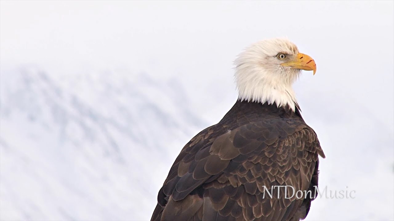 Relaxing piano music with wild animals video - YouTube