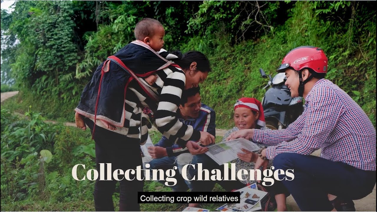 Collecting Crop Wild Relatives - YouTube