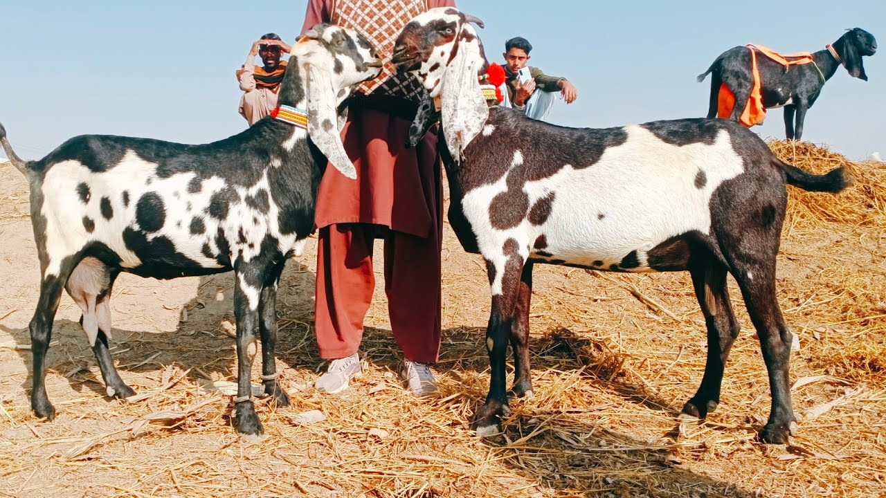 kamber wala bakra Mandi bital goats Altaf goat farm - YouTube