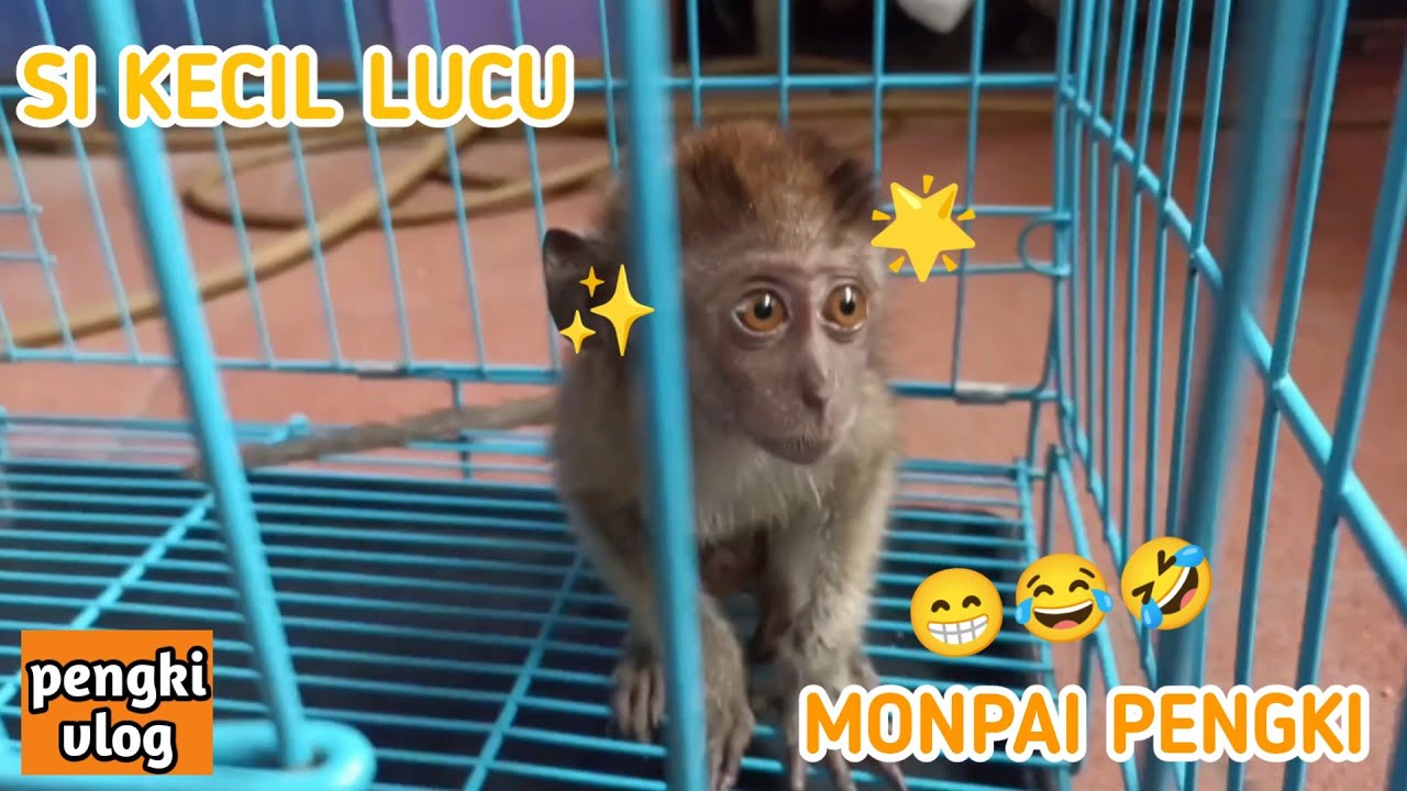 BABY MONPAI PENGKI MEMILIKI KELUARGA BARU - YouTube