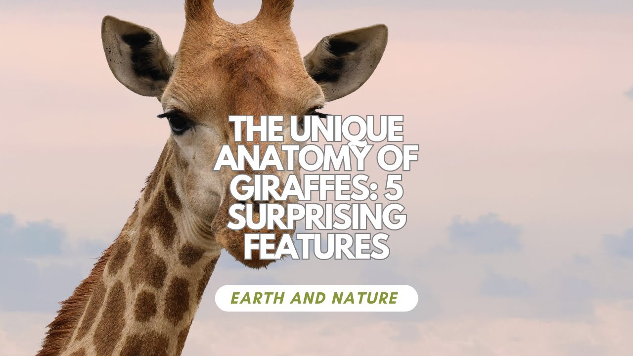 The Unique Anatomy of Giraffes: 5 Surprising Features. - YouTube