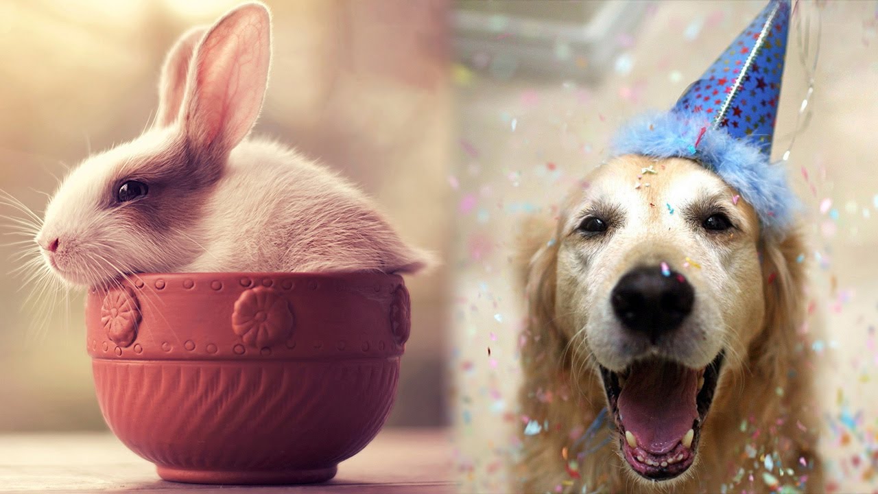 068 Funniest and cutest animals of the year!!! Funny and cute animal ...