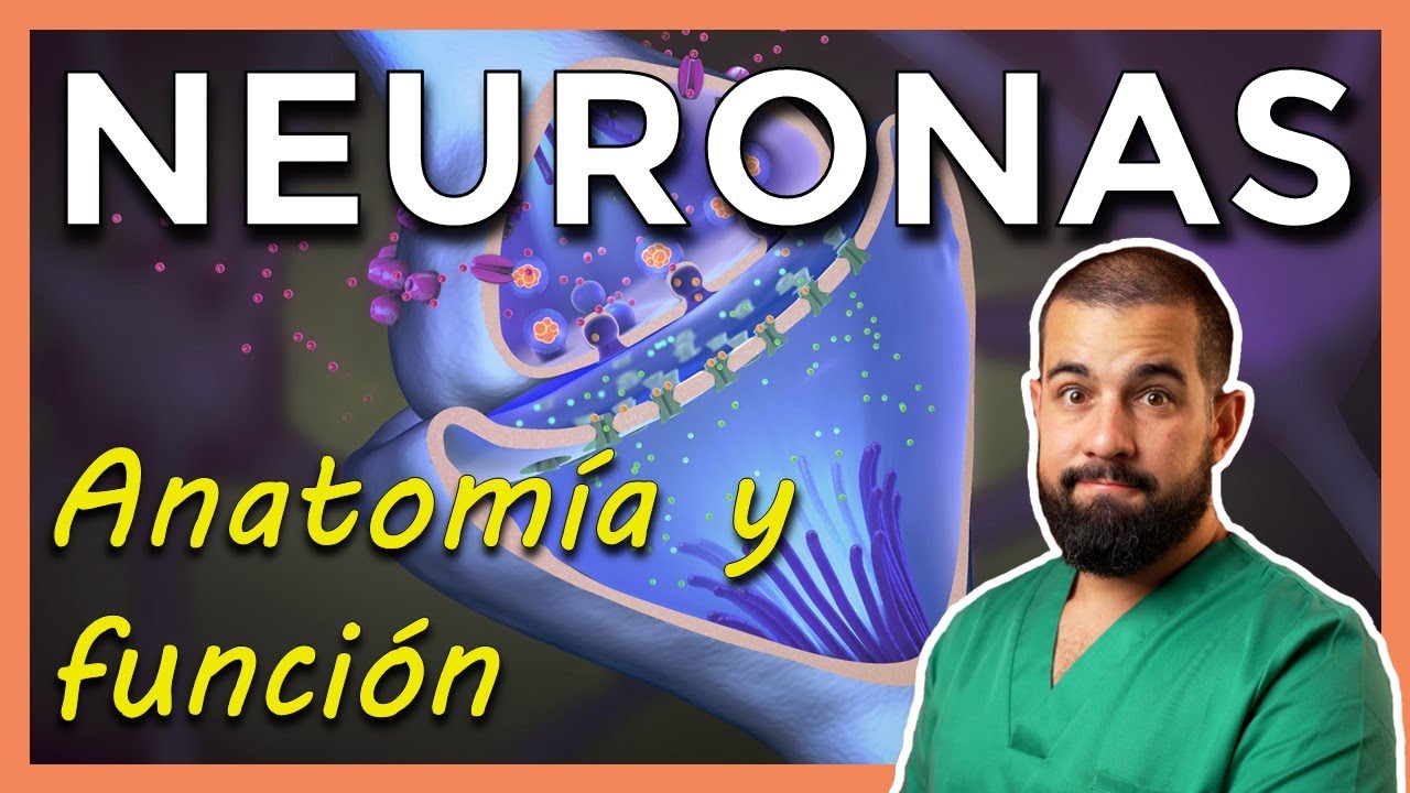 Anatomía de la NEURONA. SINAPSIS explicada - YouTube