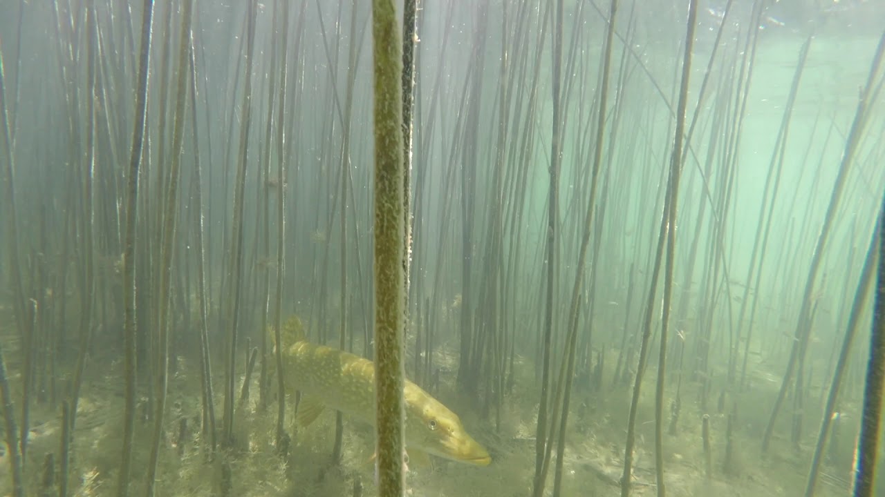 Pike hiding in the reeds in the Bodensee - YouTube