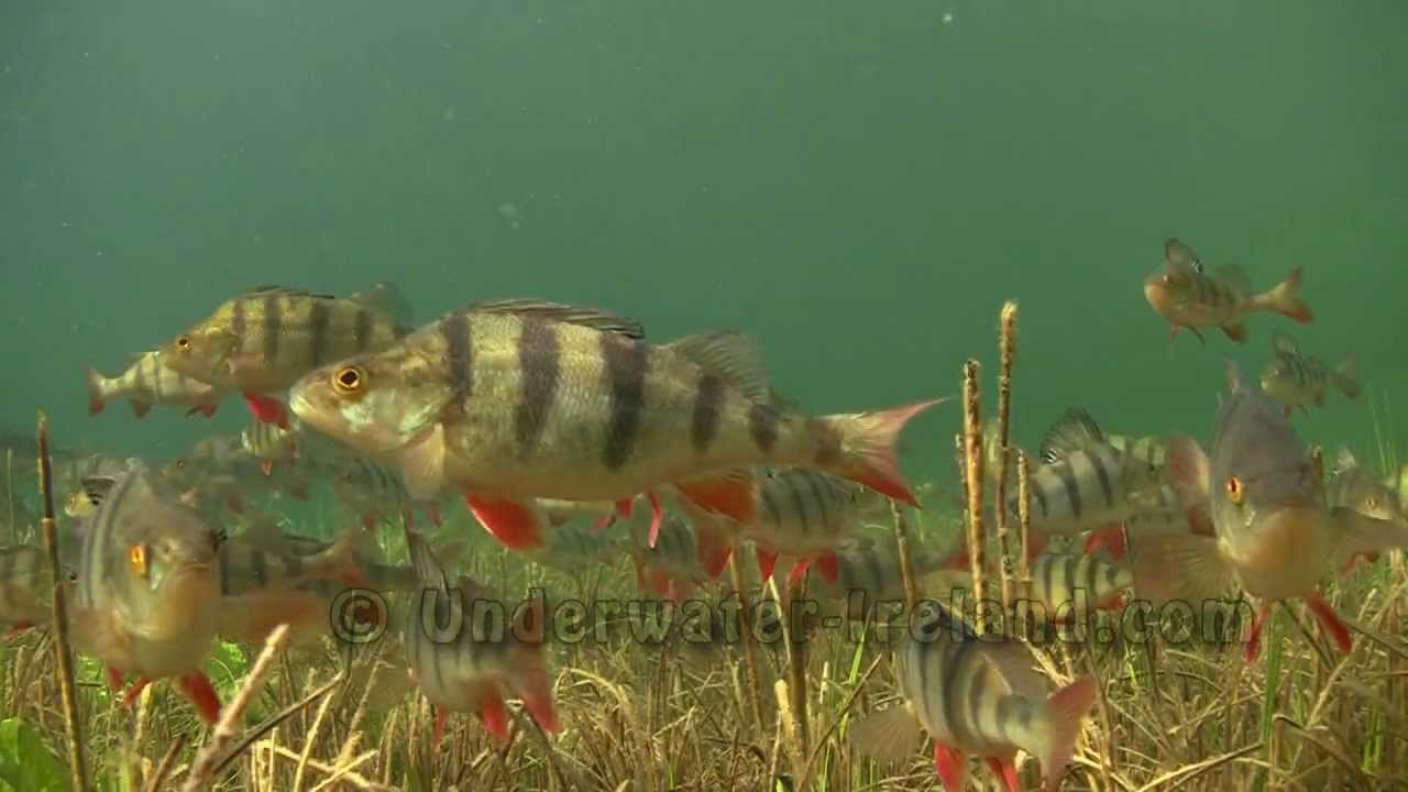 The fish I really love - perch aborre baars ahven perche barsch persico ...