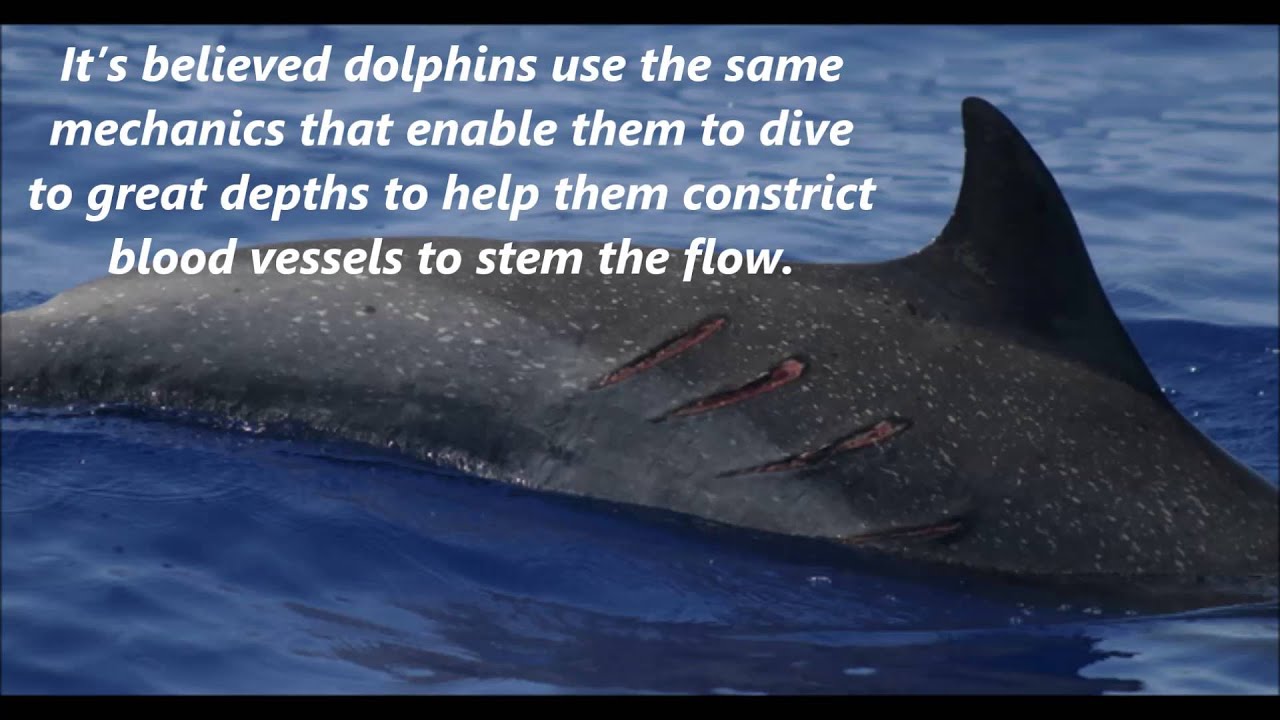 10 Amazing Dolphin Abilities - YouTube
