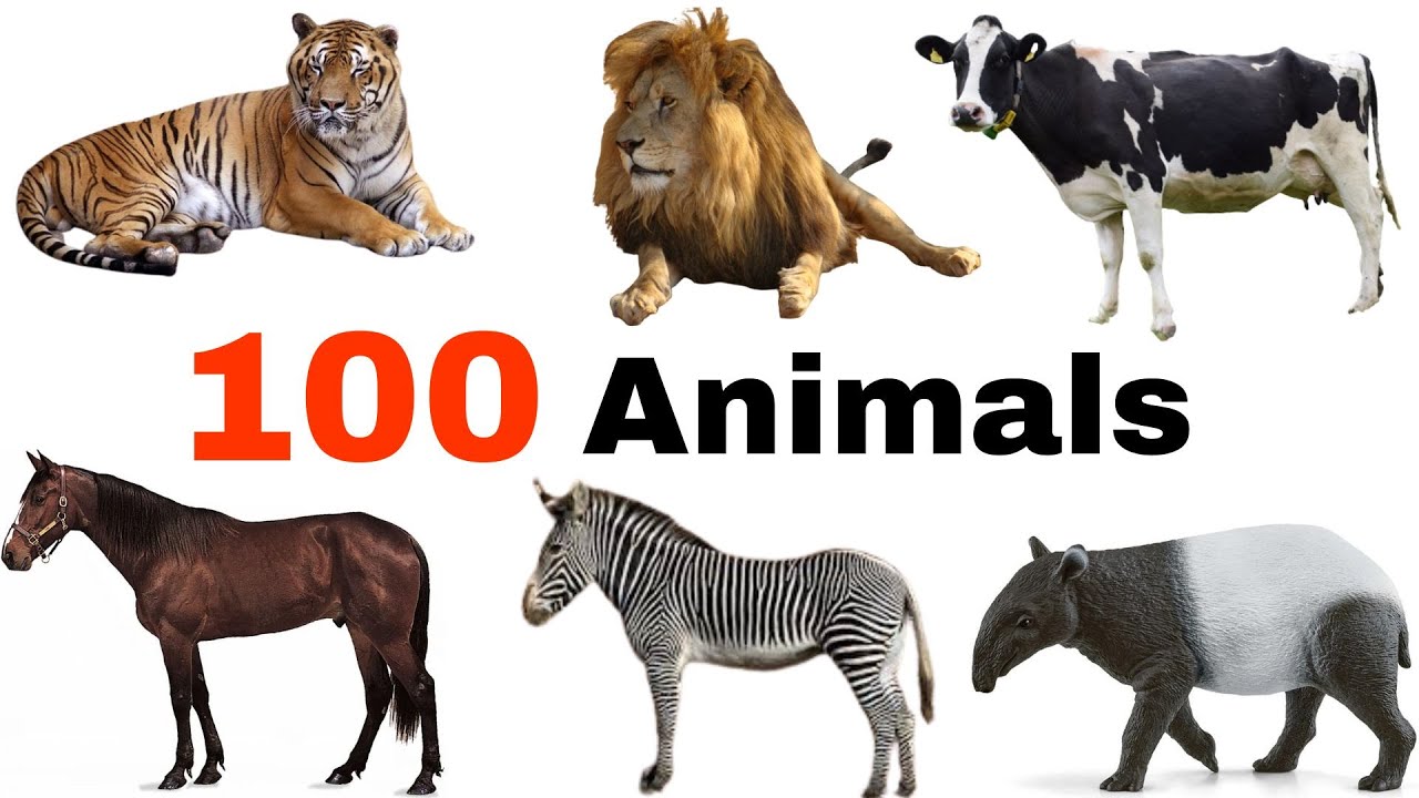 Animals Names In English | 100 Animals Of The World | Animals Names For ...