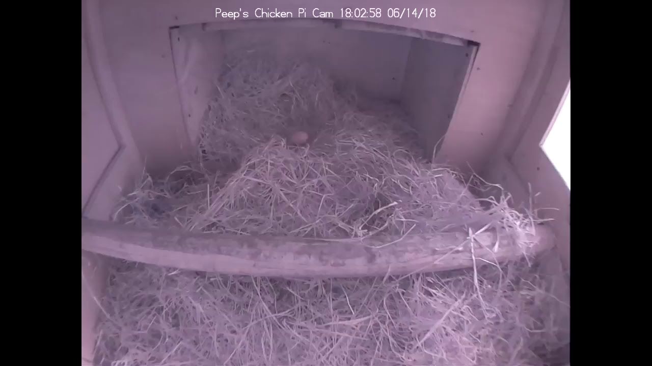 Peep's Chicken Pi Cam Live Stream - YouTube