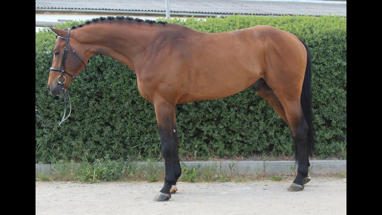 SOLD - Harvard - *2012, KWPN stallion, Verdi x Voltaire, www ...