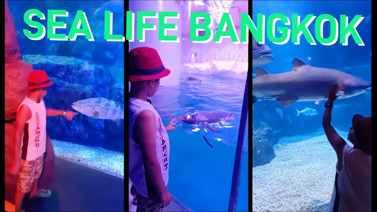 SEA LIFE Bangkok Ocean World Siam Paragon Aquarium, Thailand - YouTube