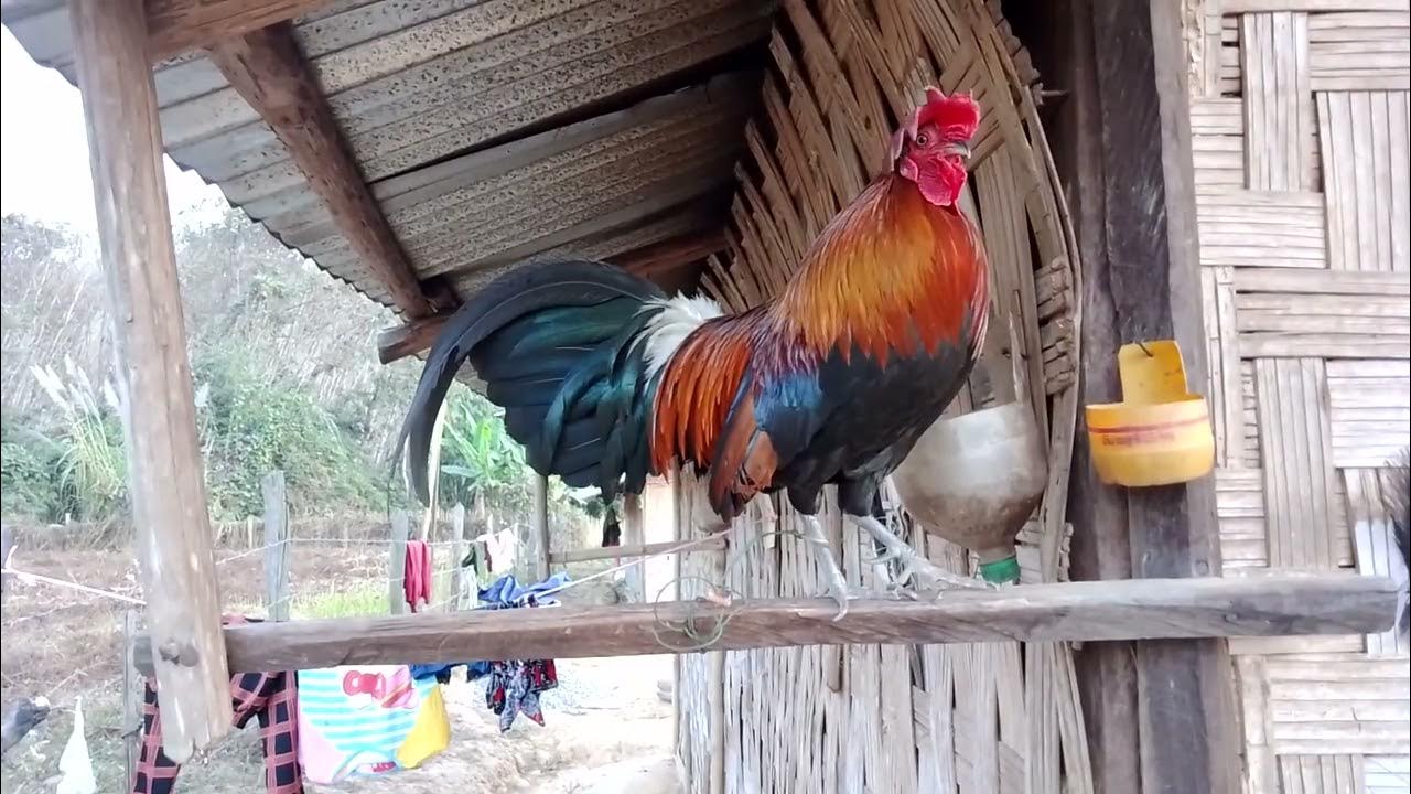 qaib dib xwb tab si cuab tuaj zoo heev li nawb - YouTube