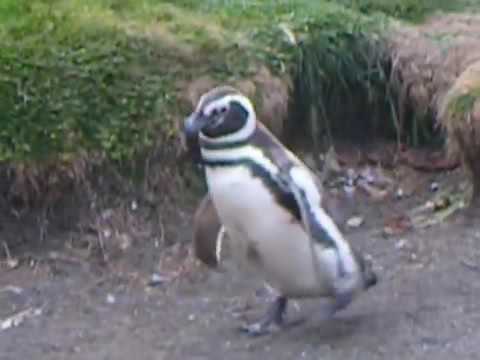 funny penguin falling down 360p - YouTube