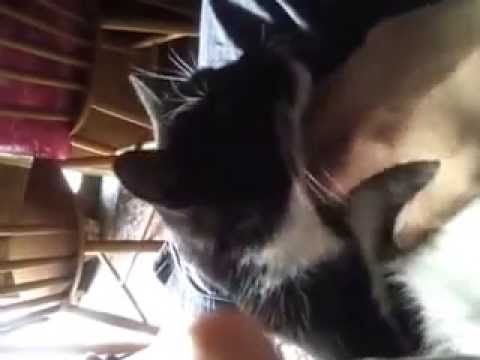Adorable cat Tickling Tummy