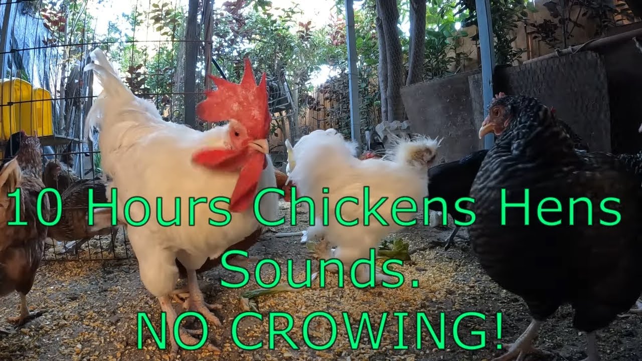 Backyard Chickens 10 Hours Continuous Chickens Hens Sounds Noises NO ...
