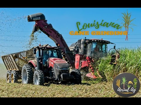 2023 Louisiana Cane Harvest Kicks Off - YouTube