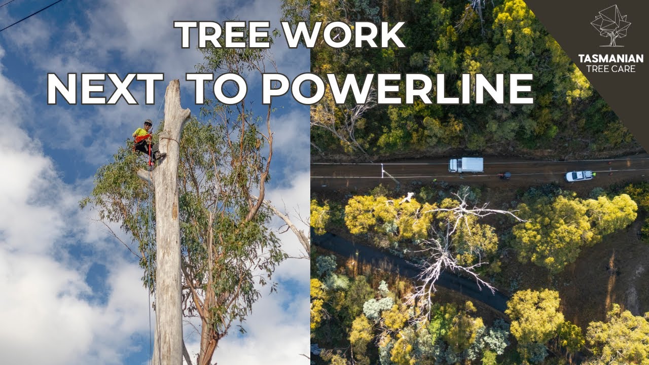 TREE WORK NEXT TO POWERLINE - YouTube