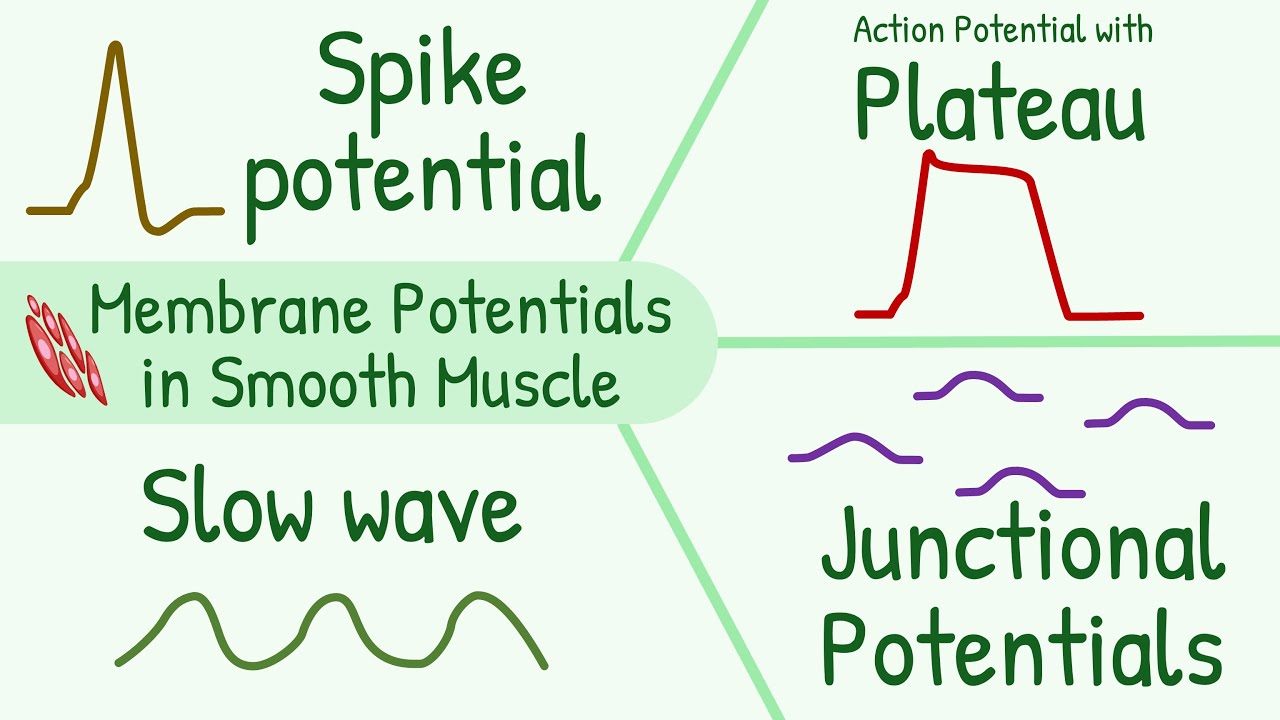 Membrane Potentials in Smooth Muscle || Spike Potential, Plateau, Slow ...