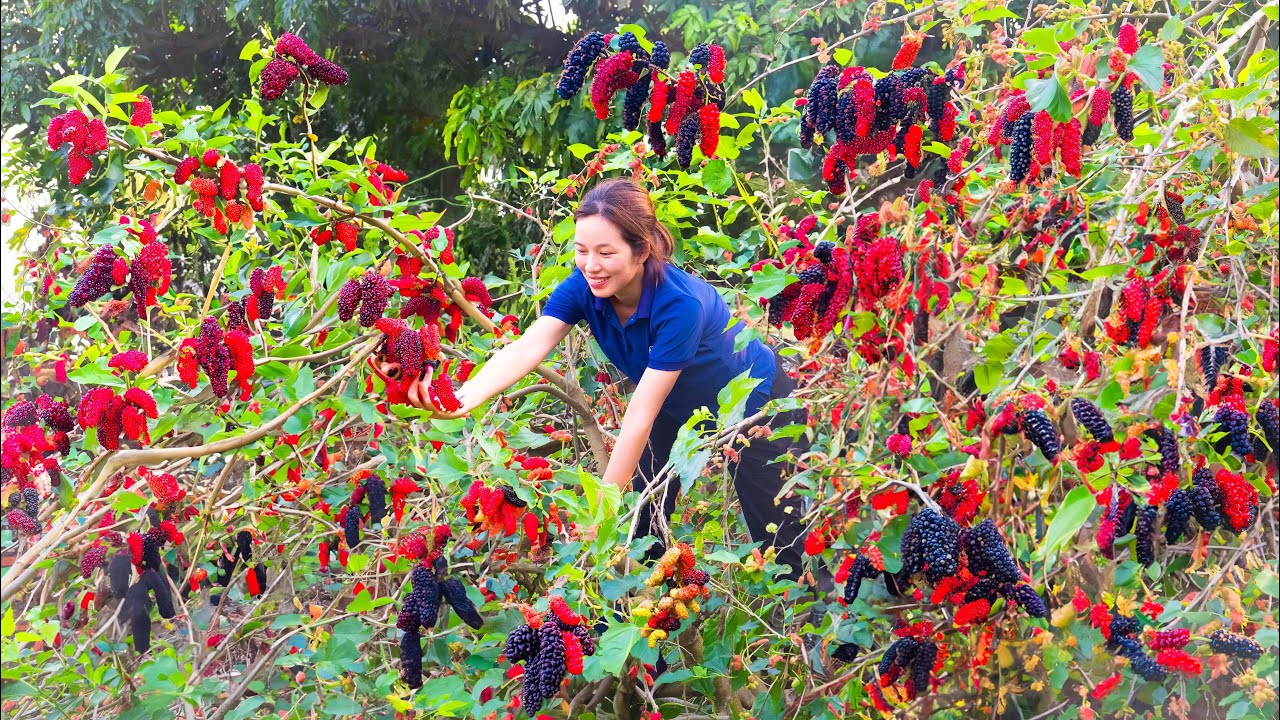 Harvesting Mulberry - How to make a Fruit Mulberry candy Go to the ...