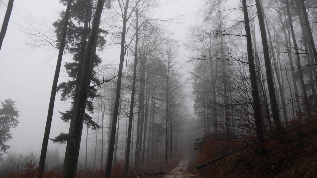 Relaxing Virtual Drive Through Foggy Forest / 1 Hour Rain Sound on Car ...