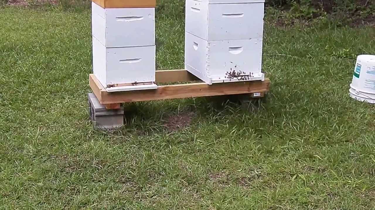 Bee Hive Activity. - YouTube