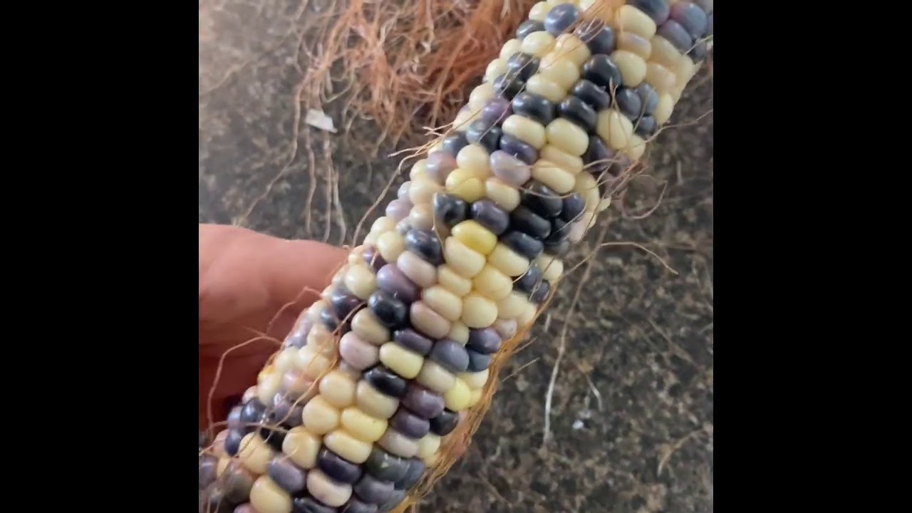 Giant Corn Ears, Large Corn Ears - YouTube