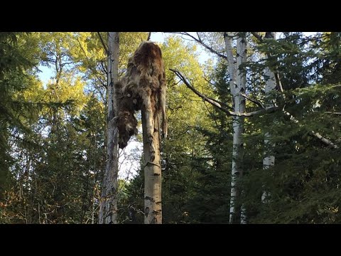 Did A Sasquatch Person Place A Moose 20 Ft Up A Tree?! Photo Included ...