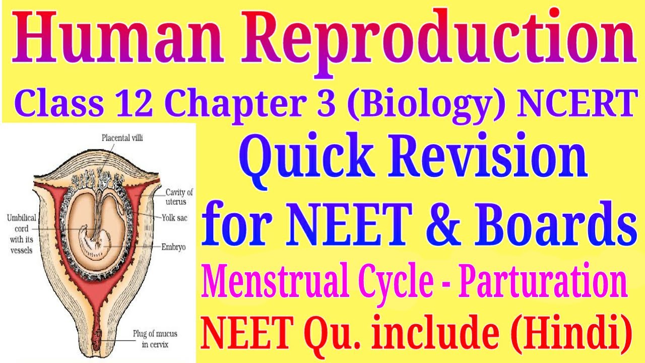 Human reproduction class 12 ncert revision Menstrual cycle part 2 - YouTube