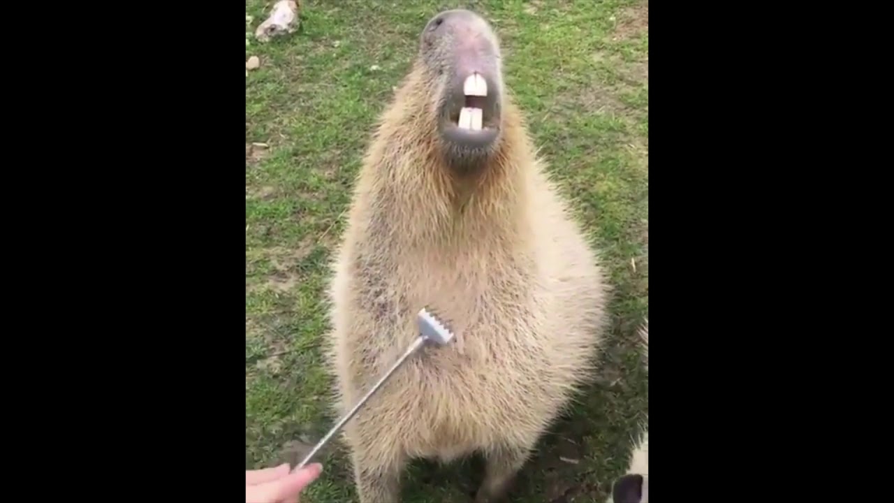 Capybara Scratches. - YouTube