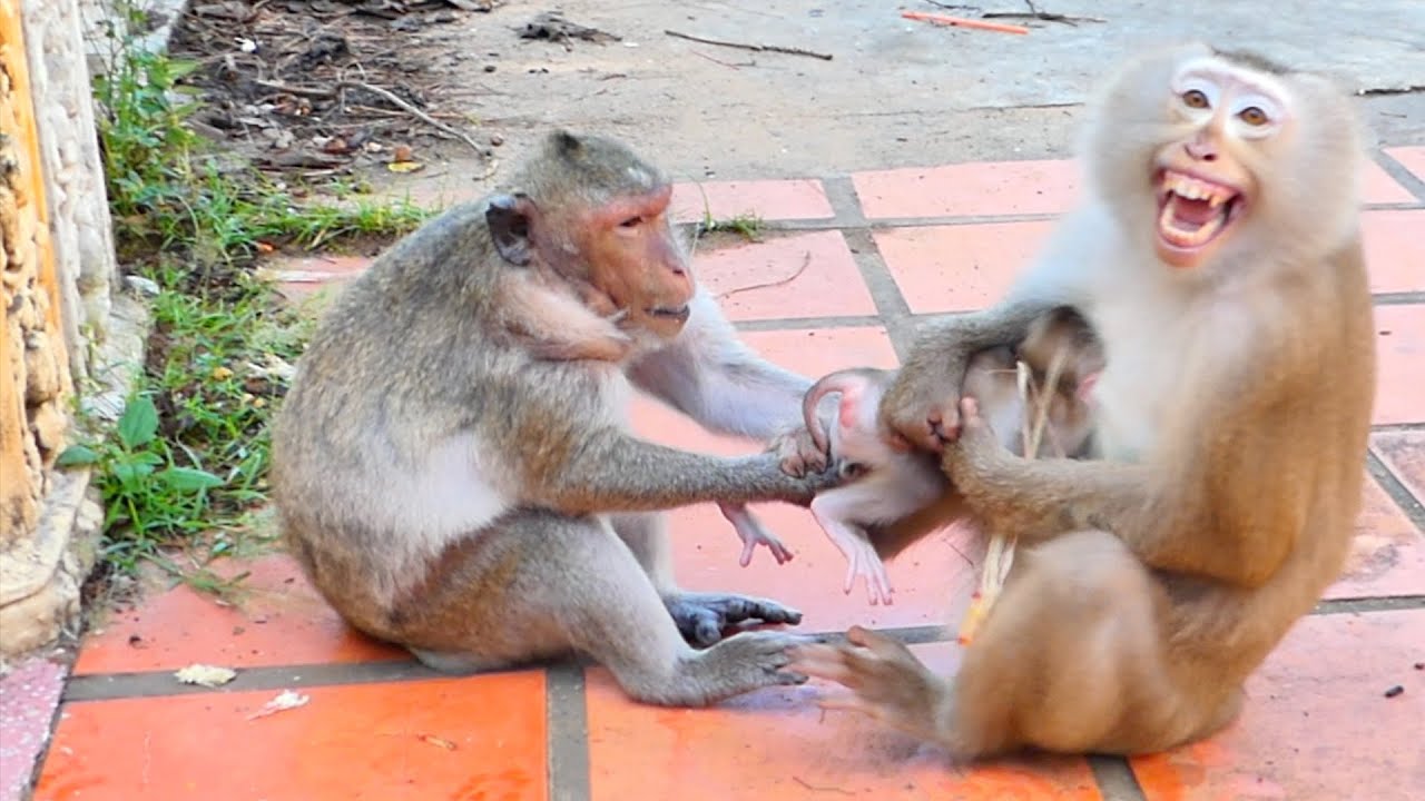 Monkey Mekala pulls the legs of Baby Monkey Mark she wants to play with ...