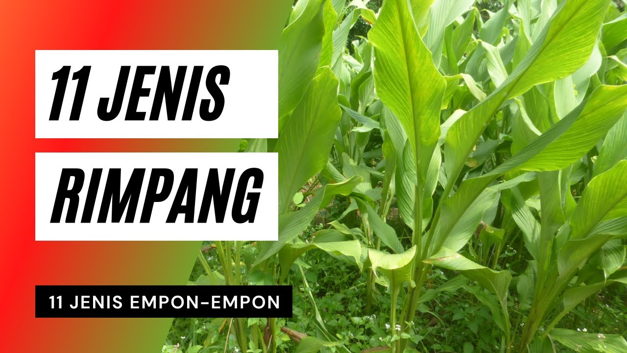 JENIS-JENIS RIMPANG atau Empon-Empon - YouTube