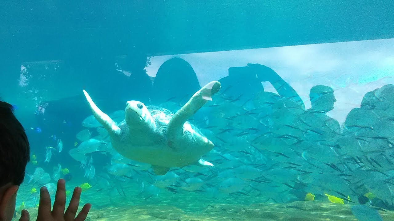 Seaworld Turtle Reef Riptide Rapids Sea Swinger Grand Opening Pass ...