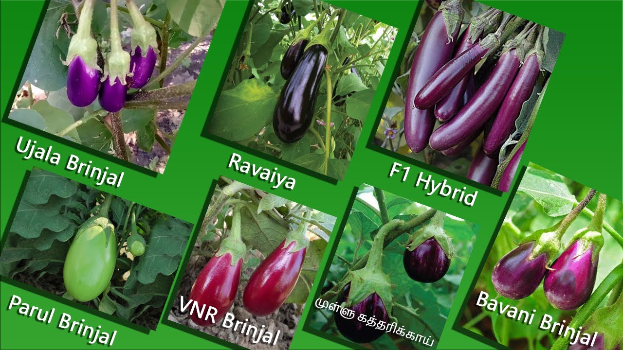 ஏழு வகை கத்திரிக்காய் செடிகள் |Seven Varieties of Brinjal Plant | - YouTube