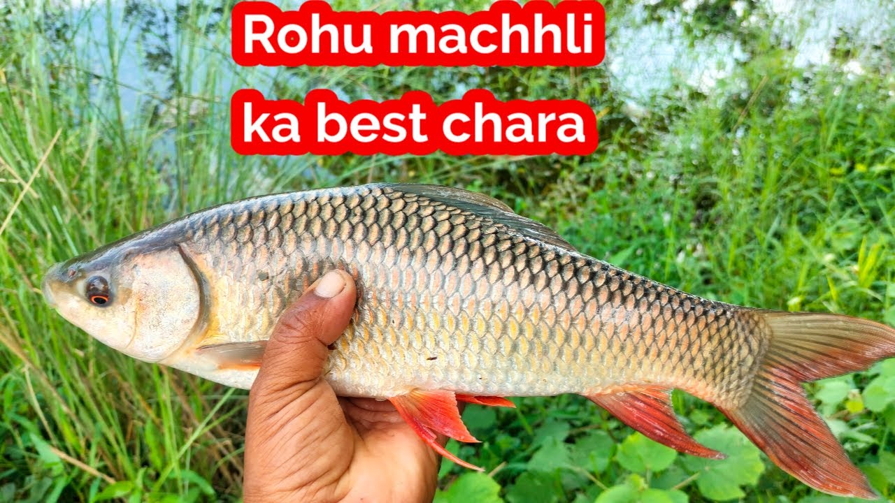 Rohu machhli ka best chara || रोहू मछली का यह चारा घर पर आसानी से बना ...