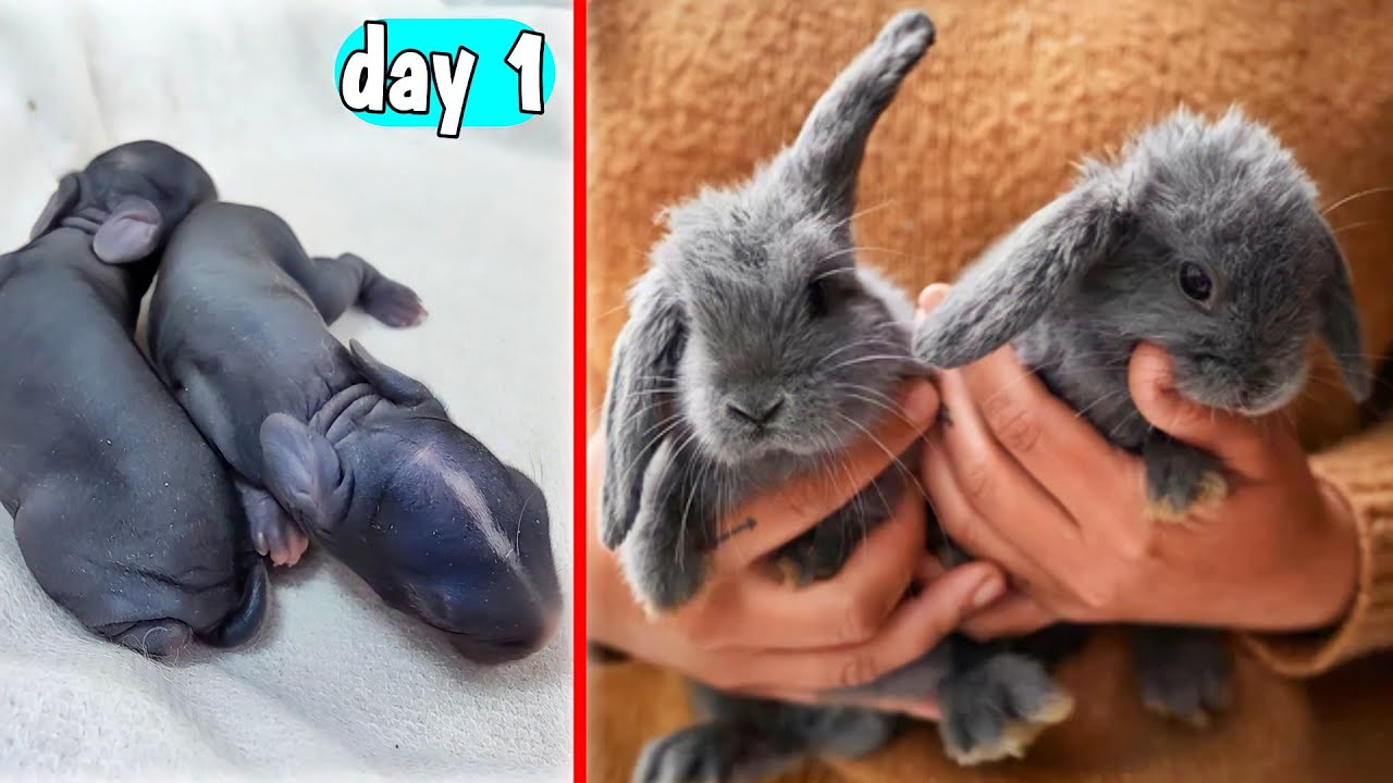 Baby Bunnies growing Up #animals - YouTube