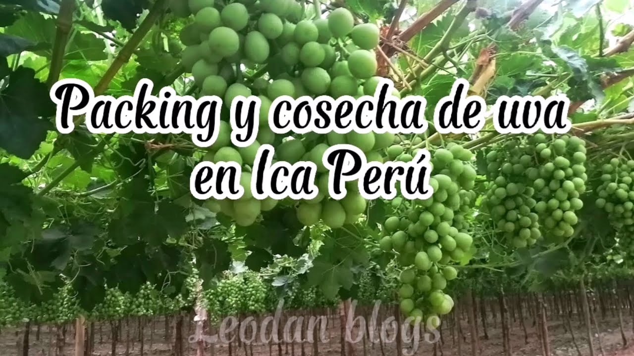 Cosecha y Packing de uva 🍇 en Ica Perú - YouTube