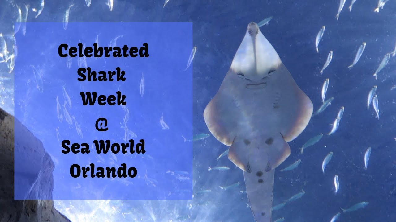 Celebrating Shark Week | Sea World Orlando - YouTube
