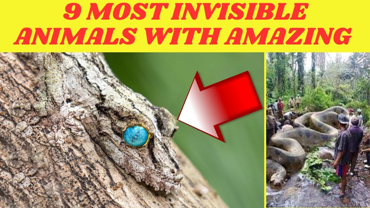9 Most Invisible Animals with Amazing camouflage abilities - YouTube
